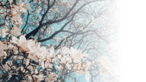 How to Create a Transparent Gradient in Adobe InDesign