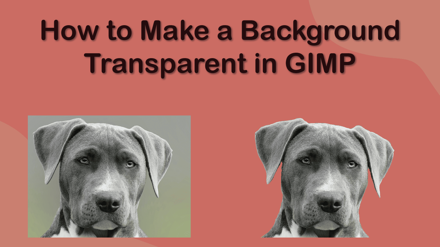 How to Make a Background Transparent in GIMP - imagy