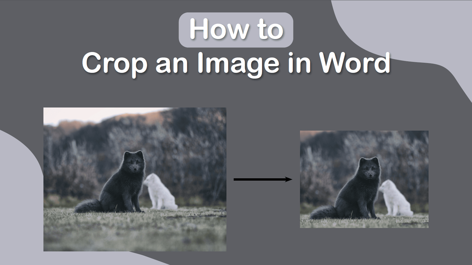 How to Crop an Image in Word - imagy